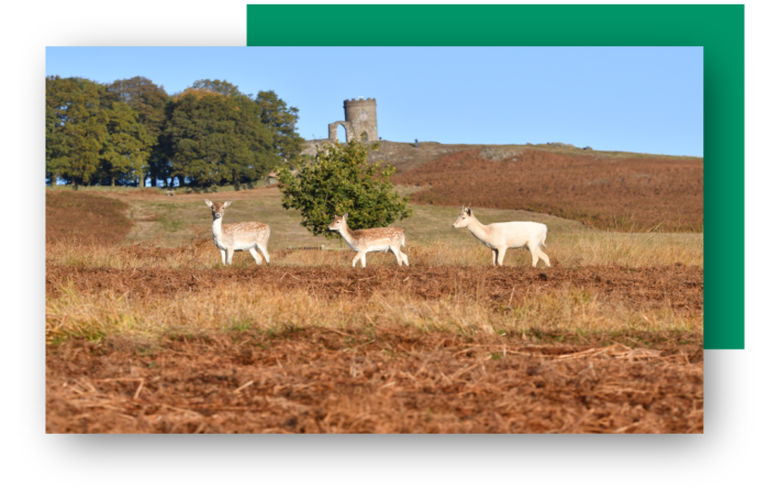 The Deer Initiative | Deer Management